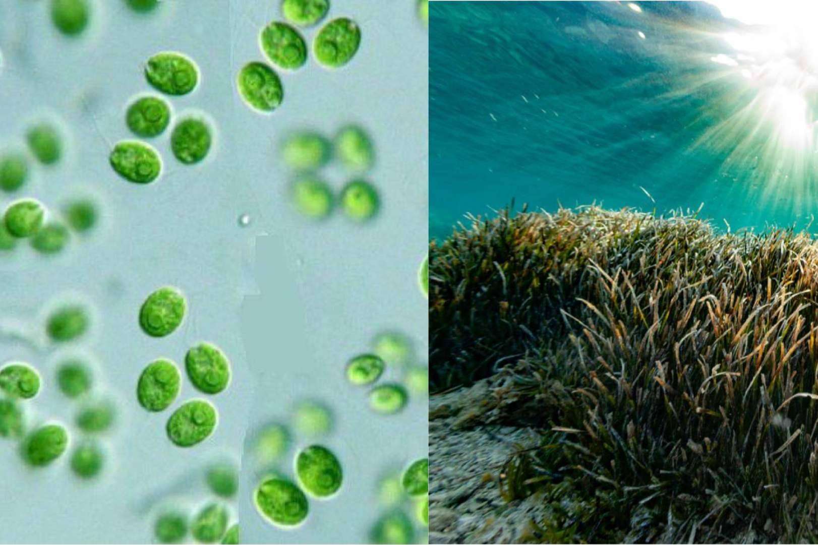 Microalgas de agua dulce; El futuro de los fertilizantes ecológicos ...